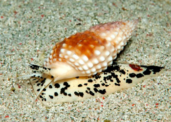 蛾螺总科 Buccinacea 蓝色动物学（中国动物学科普）